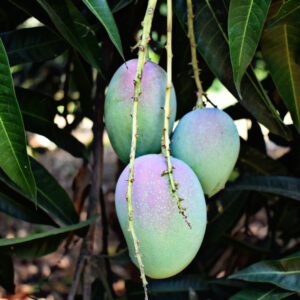 Shop - Nuziveedu Rasalu